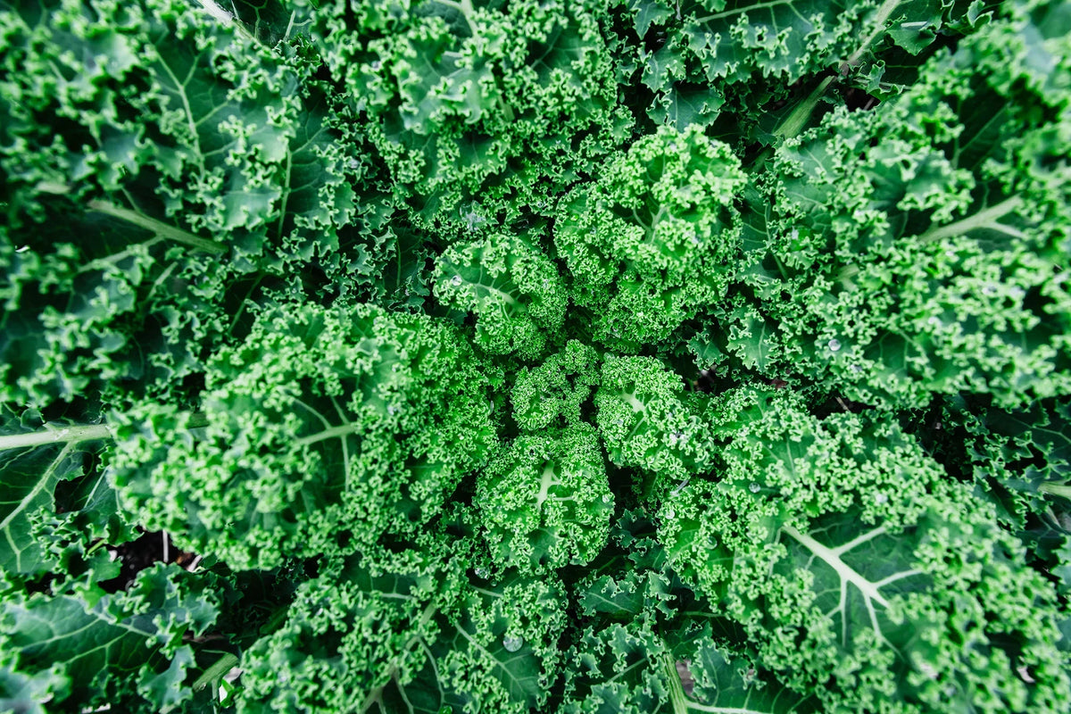 So What is Fibre and Why is it Important? – Pulp & Press Canada Inc.