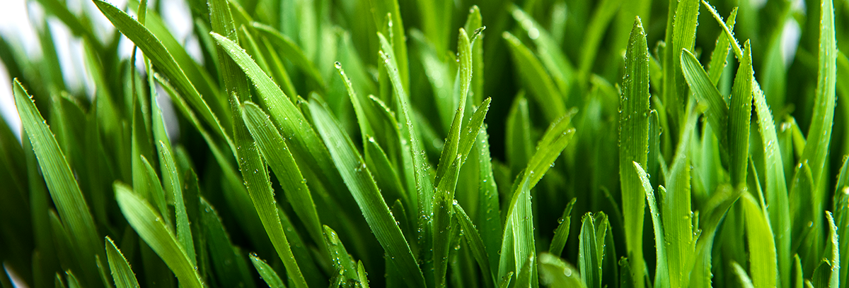 This Month’s Spotlight: Wheatgrass Shots – Pulp & Press Canada Inc.